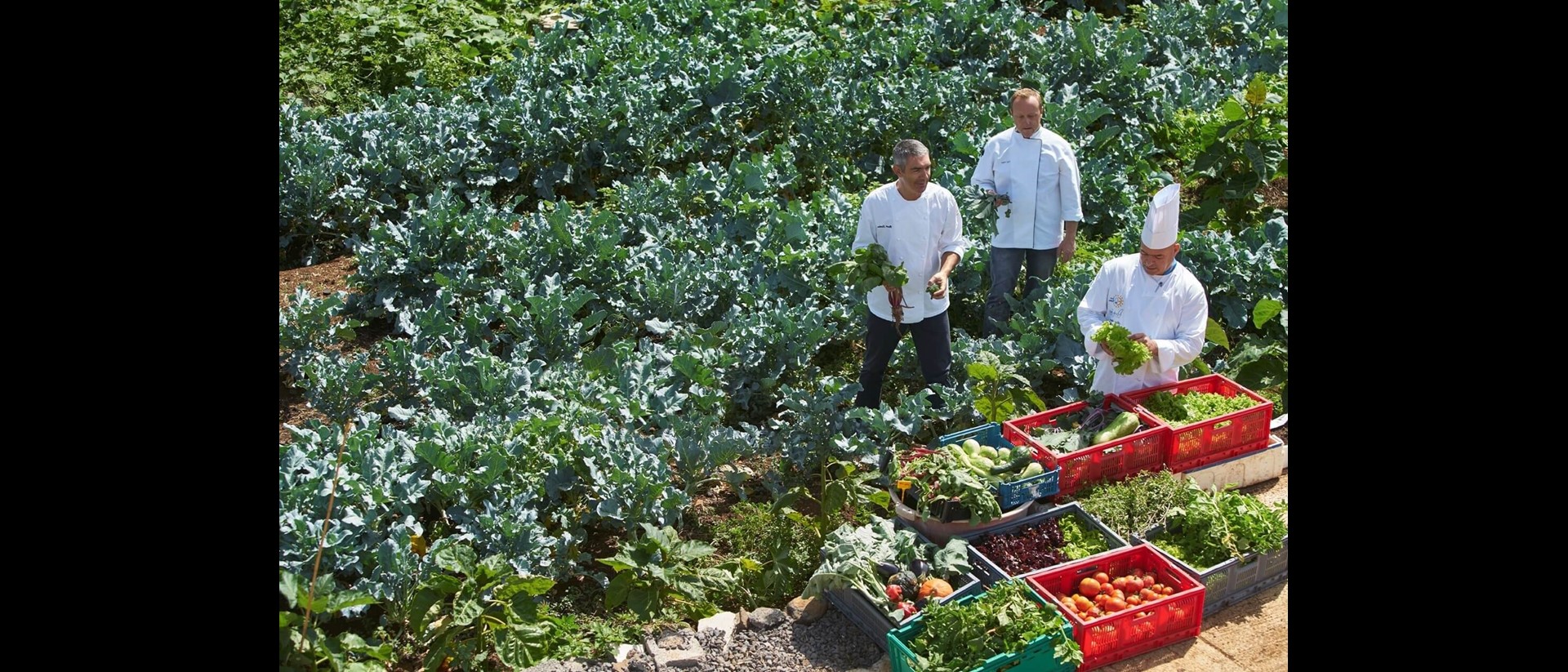 Our Vegetable Garden | Horta | Funchal